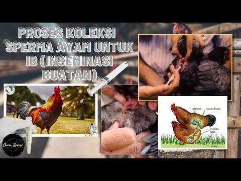 SEMEN COLLECTION :  How To Collect Rooster Sperm for Artificial Insemination in Chickens