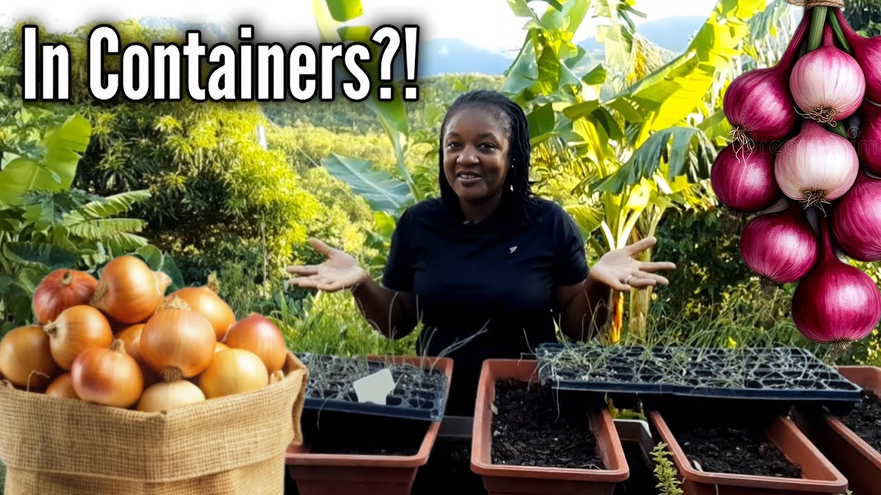 How To GROW ONIONS In Containers! 100% Success Rate! - YouTube