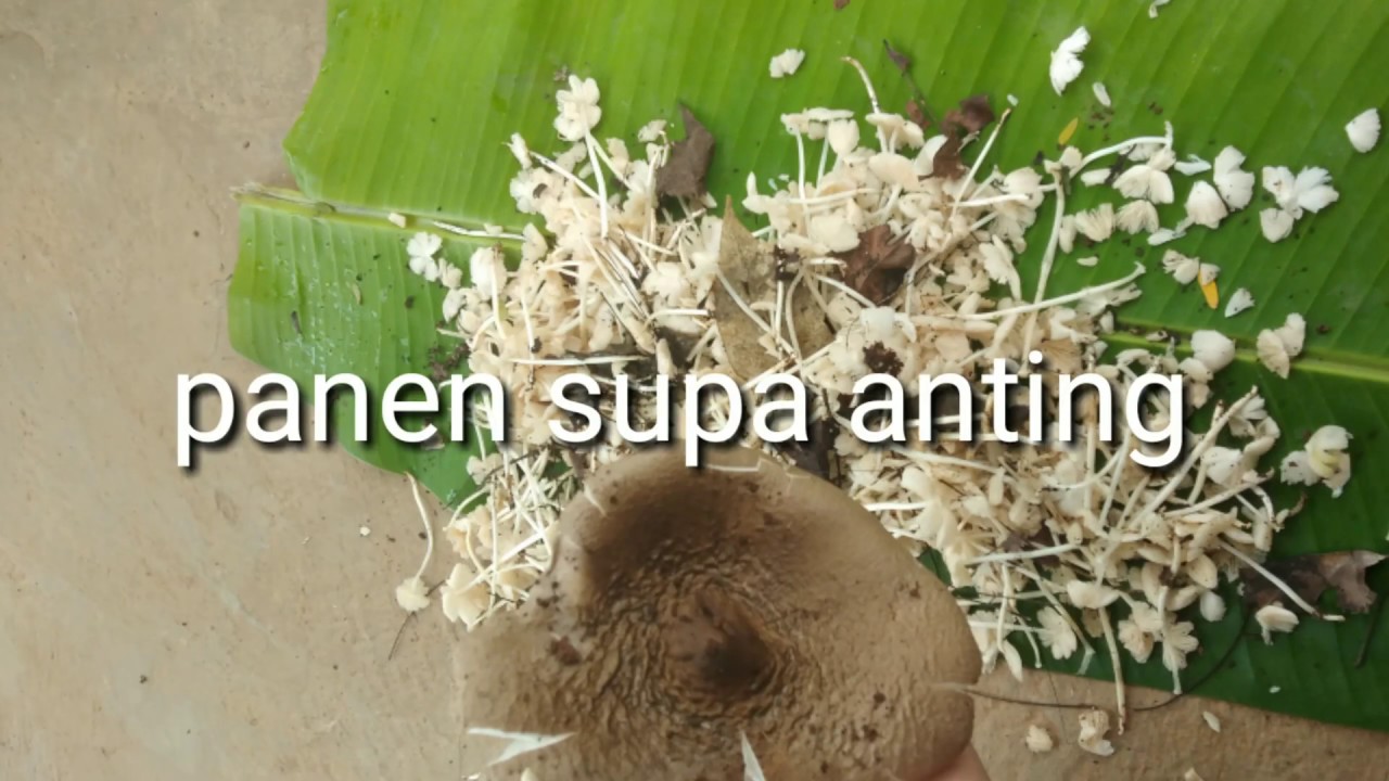 viral !!! PANEN JAMUR HUTAN ENAK DI MAKAN (SUPA ANTING) - YouTube