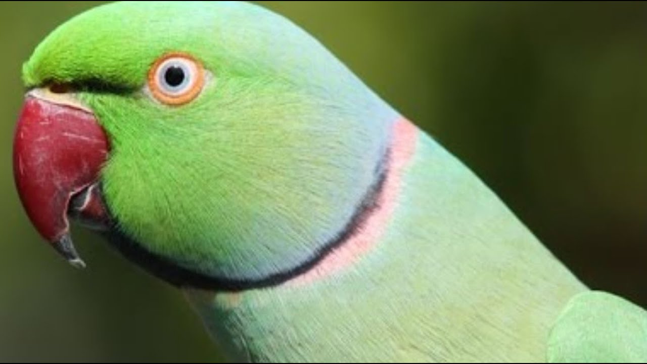 Dancing Parrots Relaxing Parrots - YouTube