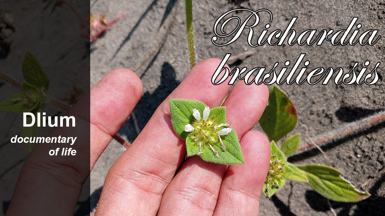 White-eye (Richardia brasiliensis) - YouTube