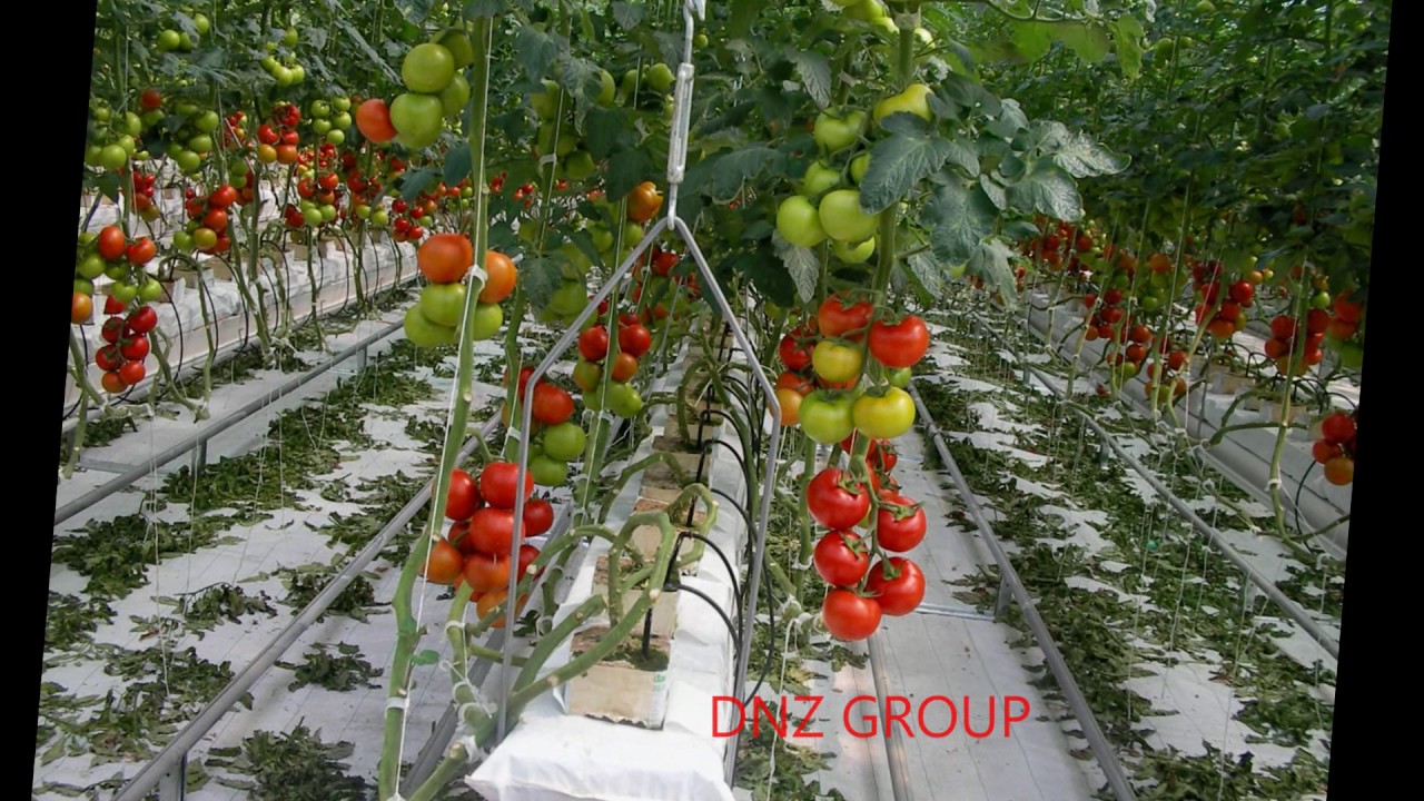 DNZ GROUP sera - Теплицы DNZ Group - YouTube