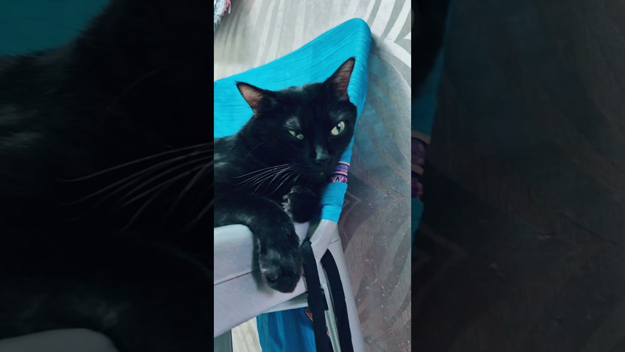 Amazing CAT Performs MAGIC TRICK!!! ♡♡| Pls SUBSCRIBE for Cute Cat ...