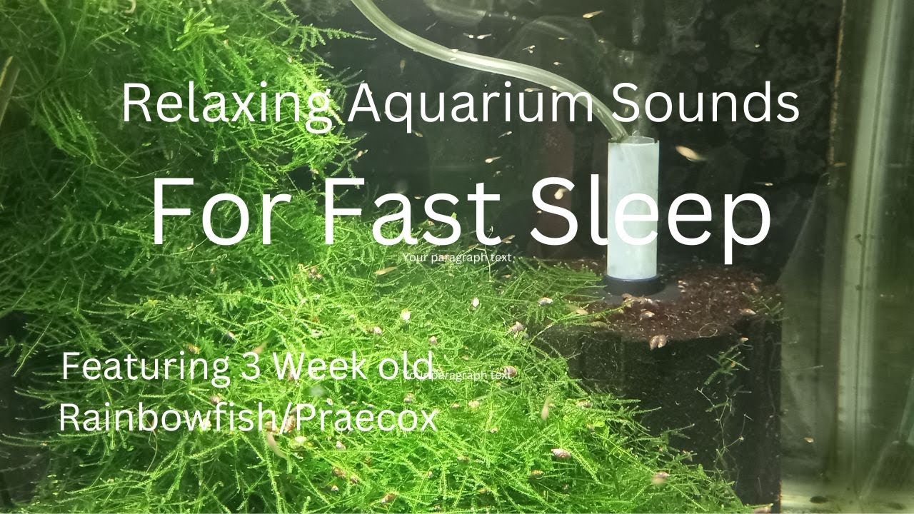 Relaxing Aquarium Sounds for FAST Sleep featuring 3 week old ...