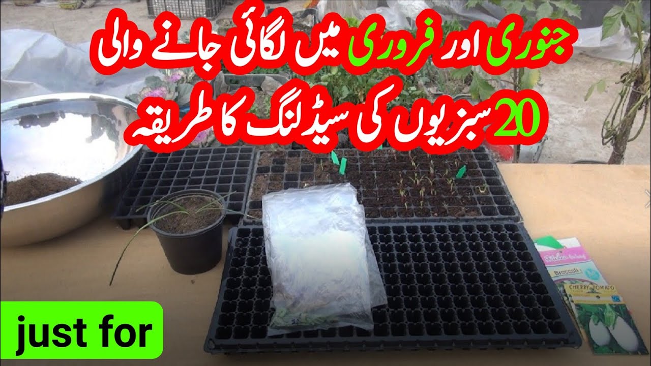 January aur February mein vegetable seedling ka Tarika - YouTube
