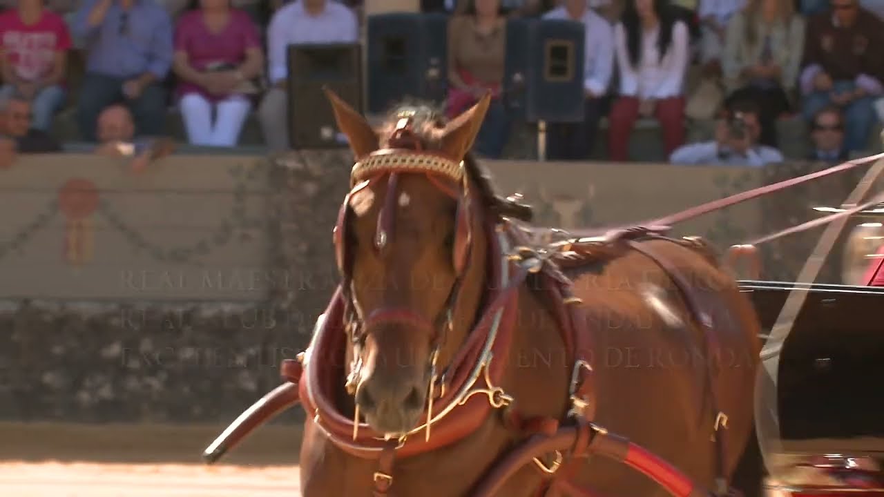 XLIV Concurso Exhibición de Enganches de Ronda - YouTube