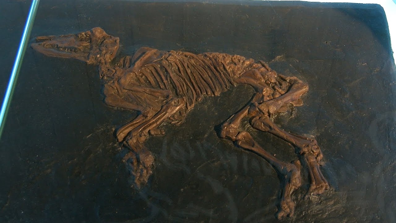 Ausflugstipp: UNESCO Weltnaturerbe Grube Messel - YouTube