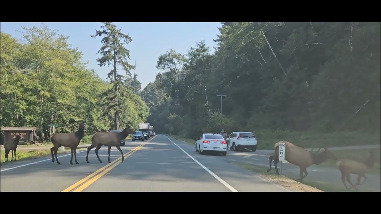 Redwood forest traffic jam - YouTube