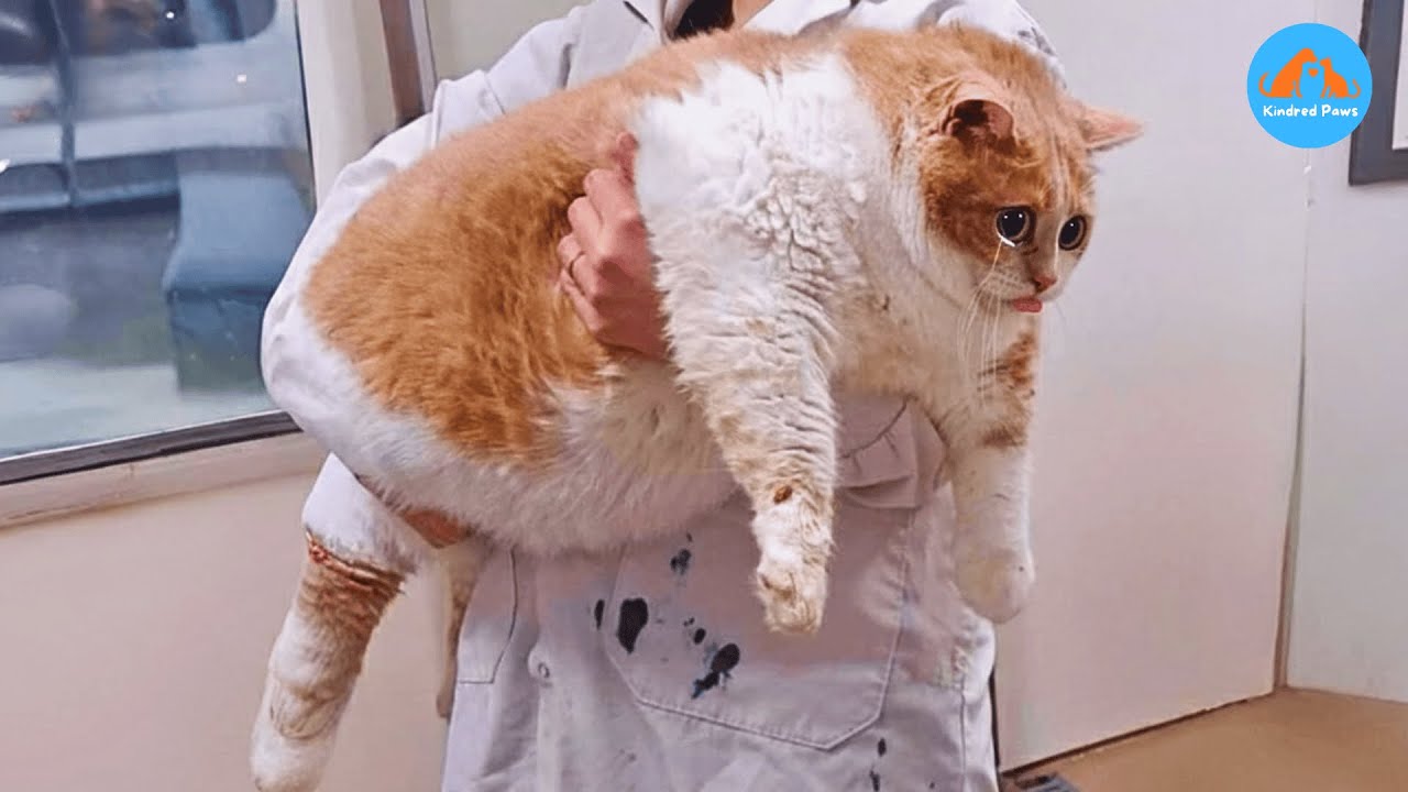 Biggie the 43-Pound Cat Who Couldn’t Walk—Until One Choice Changed ...