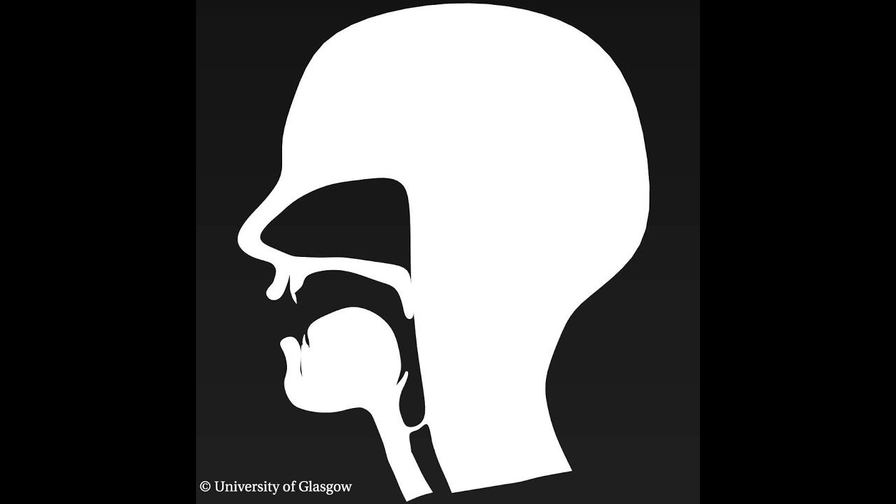 vd alveolar tap animation - YouTube
