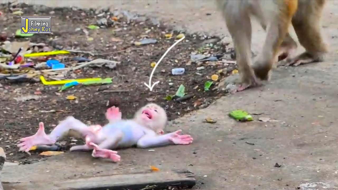 Smart baby monkey ALBERT feels u-n-happy c-r-ying & sleeping to s-h-ake body a-n-grily on the ...