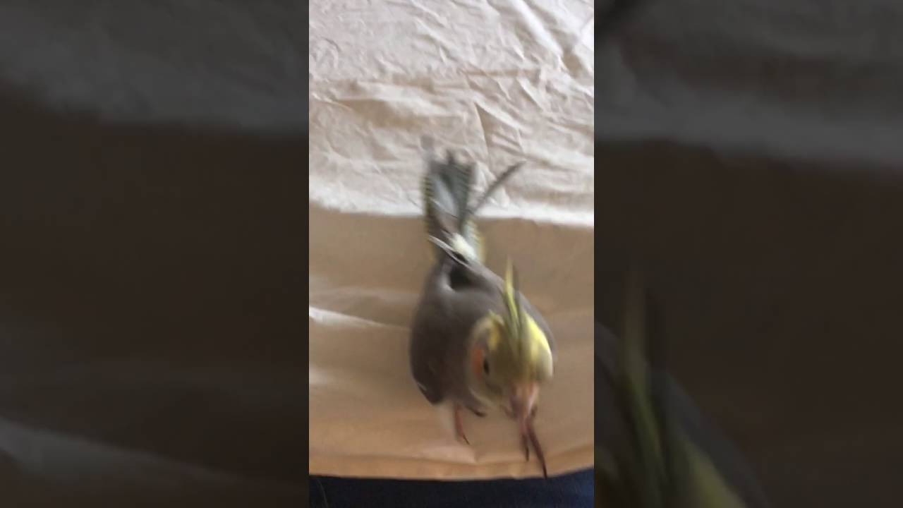 Cockatiel learning The Song of Storms - YouTube