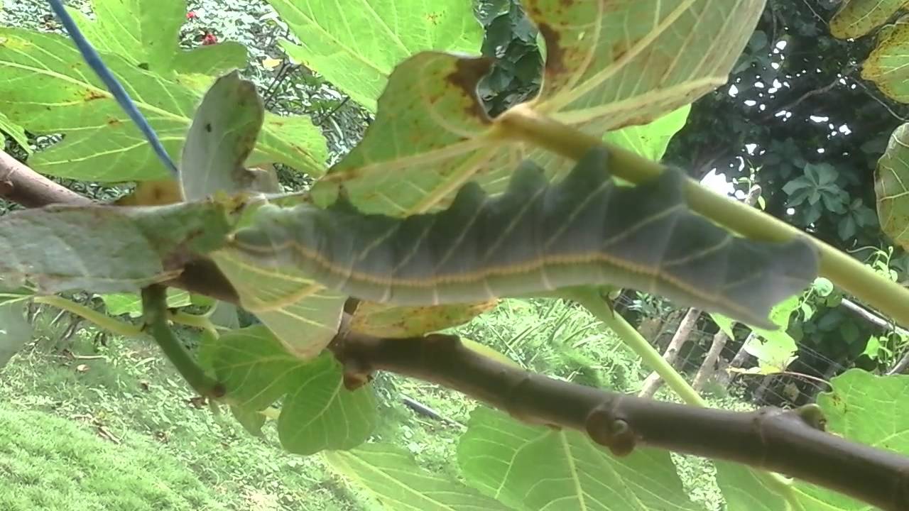 Gusano comiendo hoja de higo - YouTube