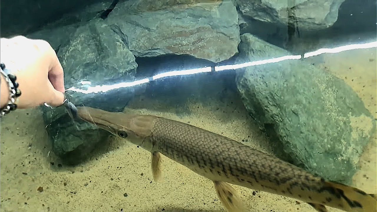 HANDFEEDING - YouTube