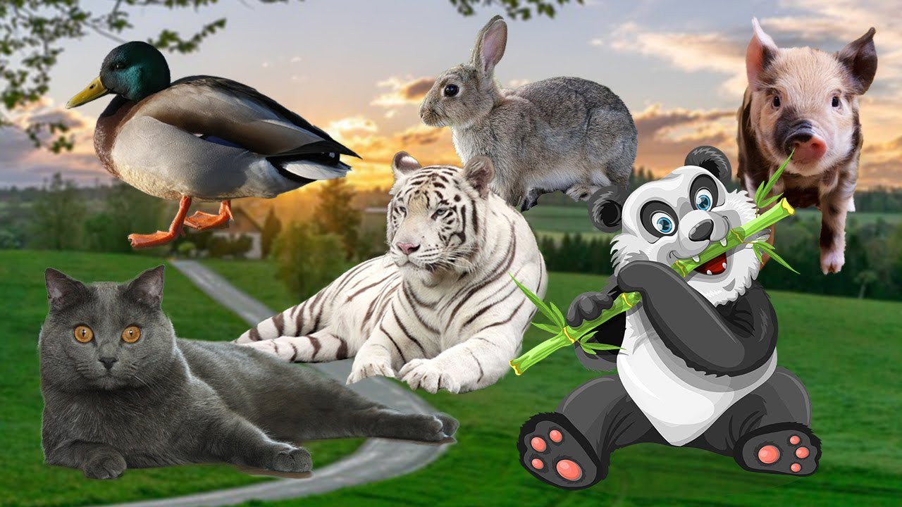 The animal sounds you didn't know you loved: From lions to pandas ...