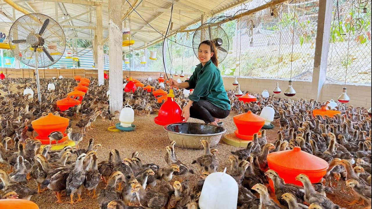 The secret to raising successful fighting chickens, the chickens grow ...