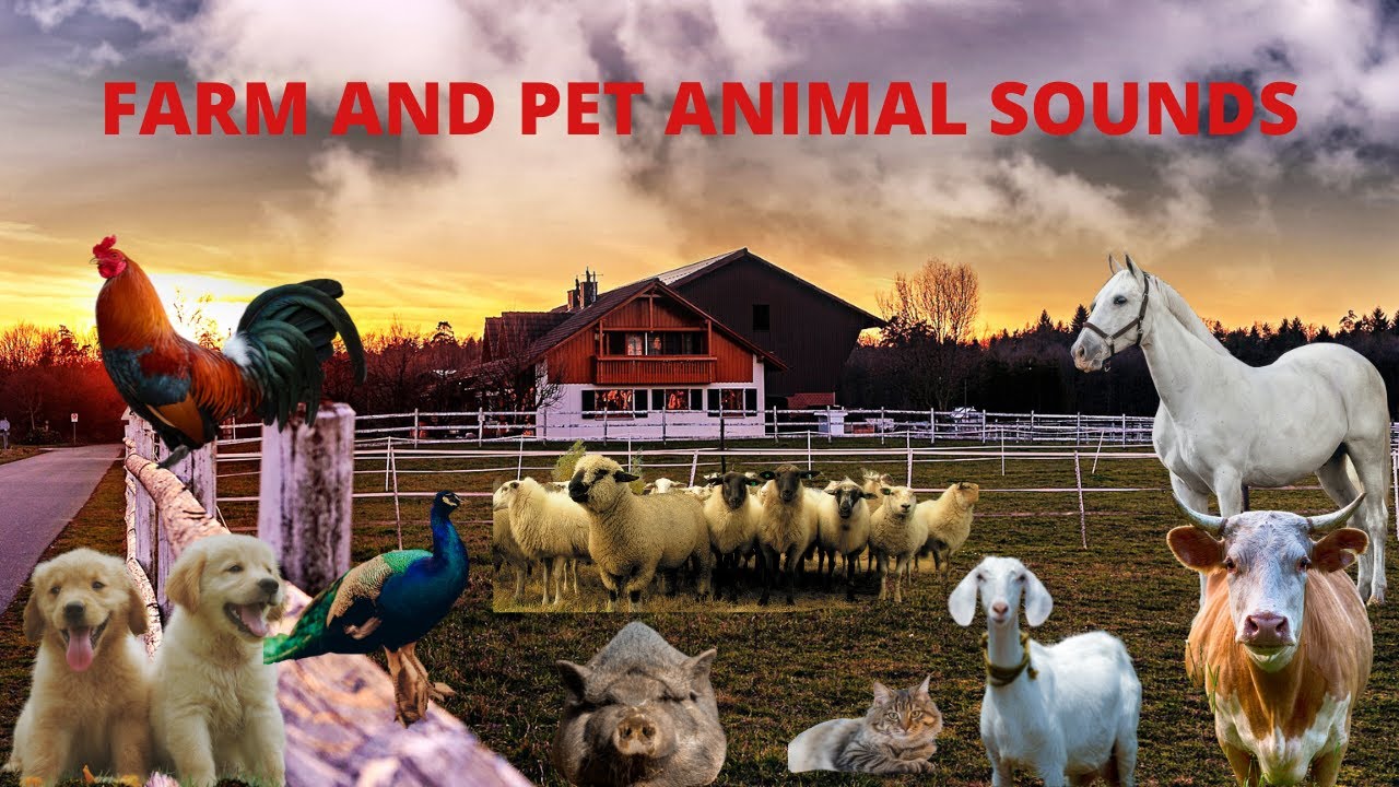 FARM AND PET ANIMAL SOUNDS, Alpaca sound, animal sounds, animal names ...