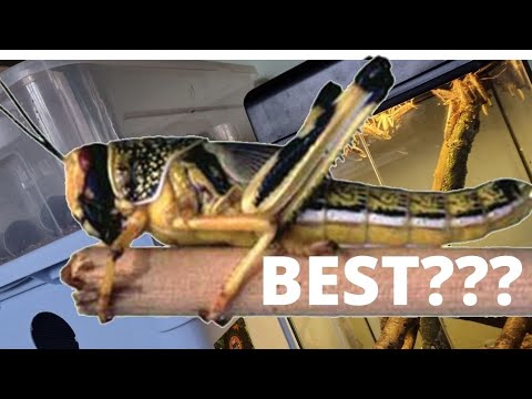 Breeding Dubia Roaches, Superworms, meal worms...But Whats Best? - YouTube