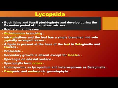 subdivisions Lycopsida sphenopsida pteropsida Bsc part 1 paper 3 - YouTube