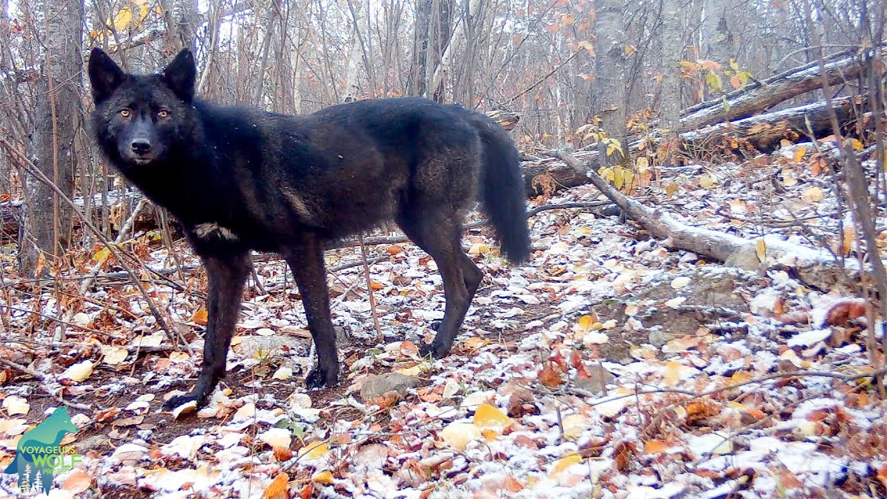 Stunning footage of a black wolf in Northern Minnesota - YouTube