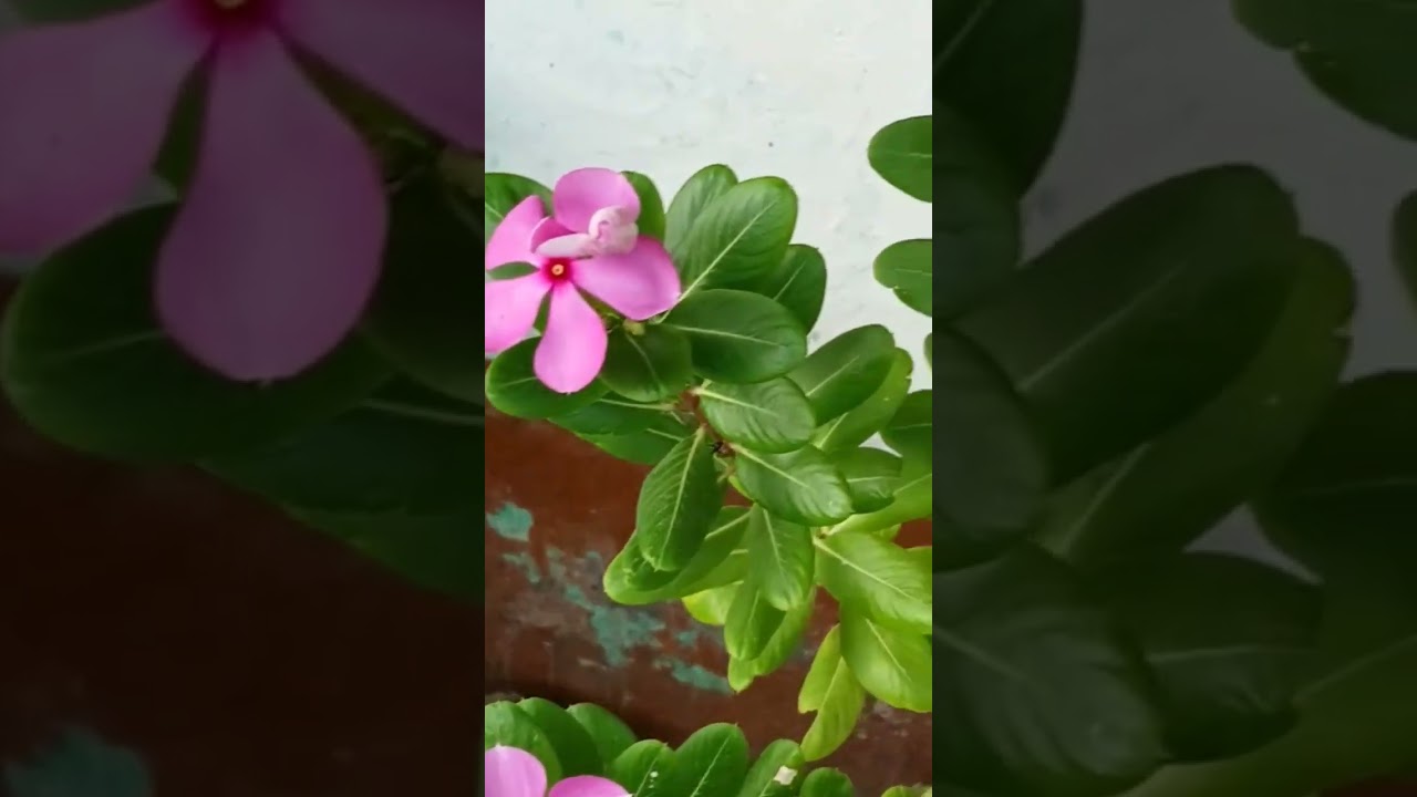 Nayantara Flower For Hair Growth at Arthur Poulsen blog