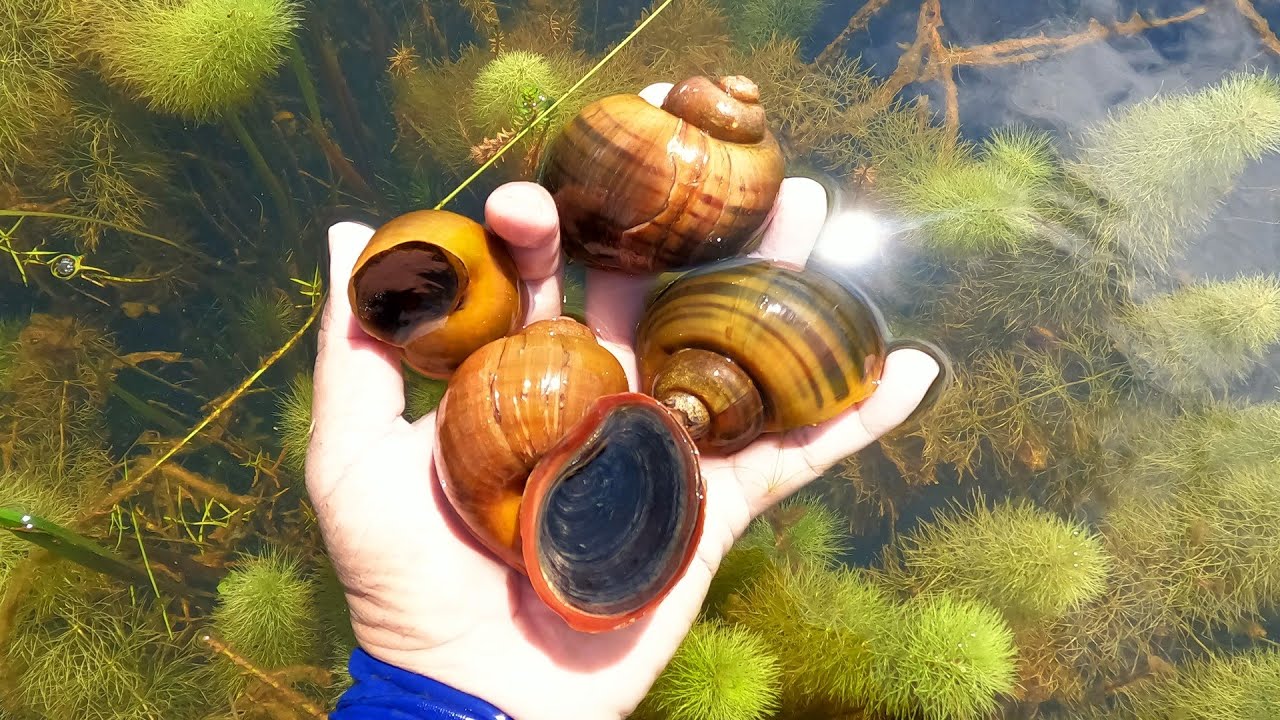 Natural cutie apple snails catching by hand - Shocking truth about hand ...