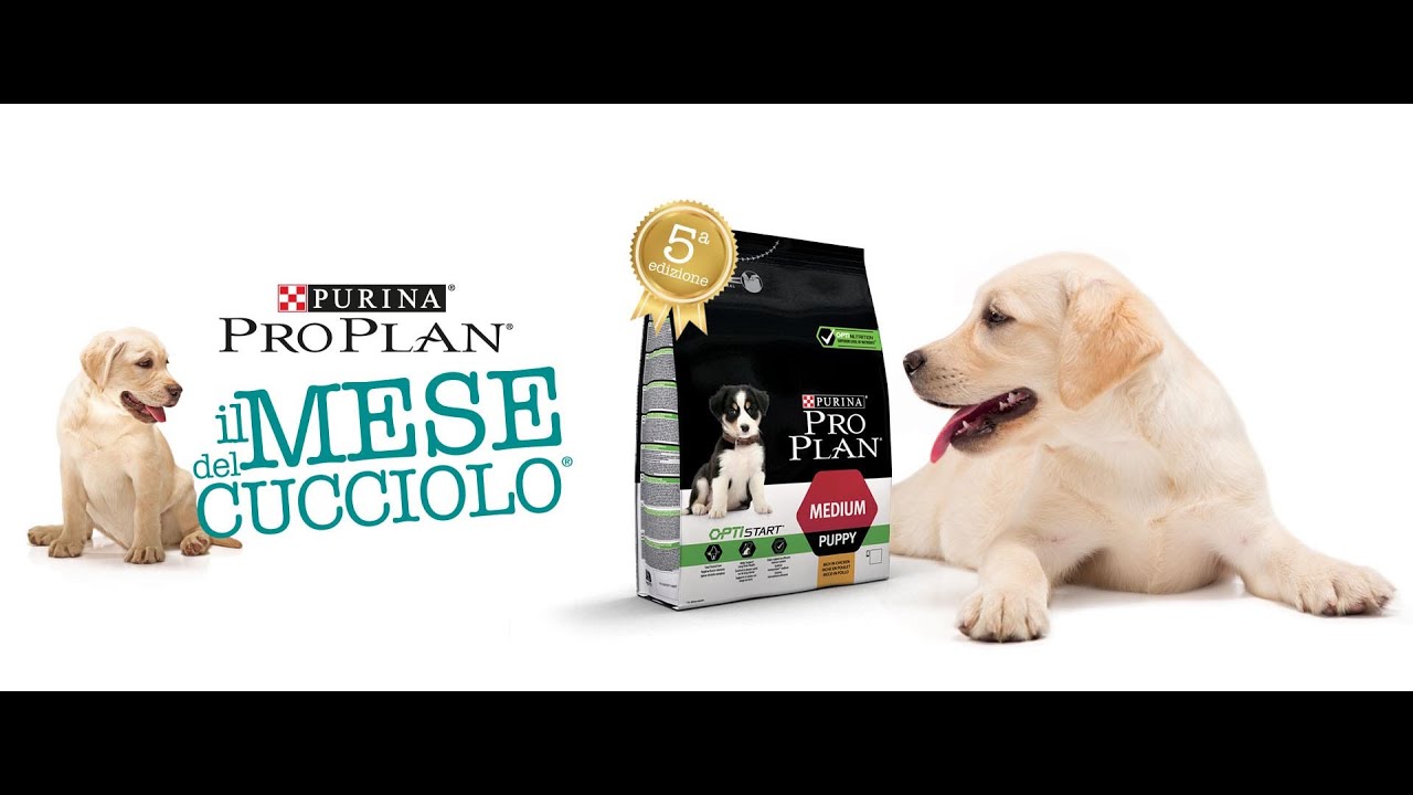 Which Purina Pro Plan For Labrador Puppy