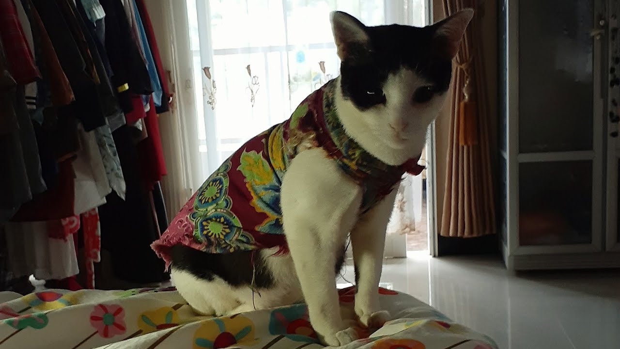 Kucing imutt bermain cicak, cute cat - YouTube