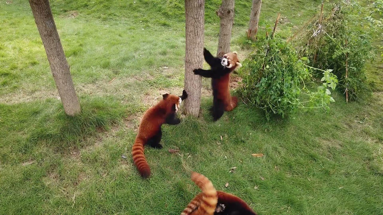 Four red pandas play together - YouTube