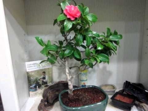 Camellia Bonsai Species Guides - YouTube