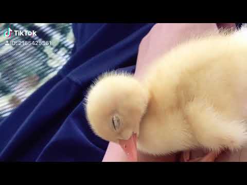Falling in sleep #babyduck #tiktok
