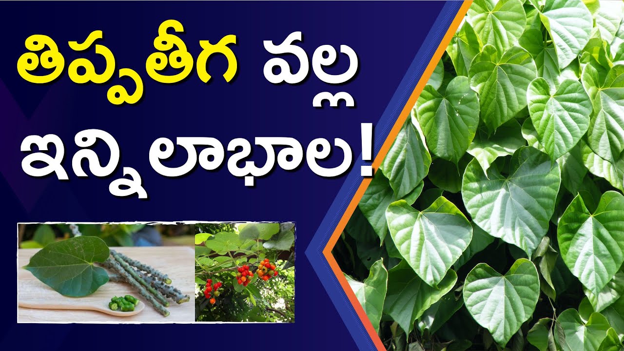 A secret that no one knows about Tippa Teega | Tippa Teega Benefits ...