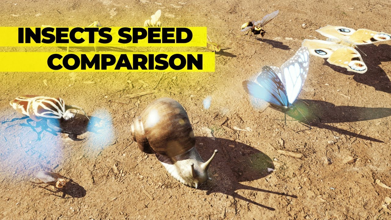 Insect Speed 3D Comparison: Fastest Bugs on Earth - YouTube
