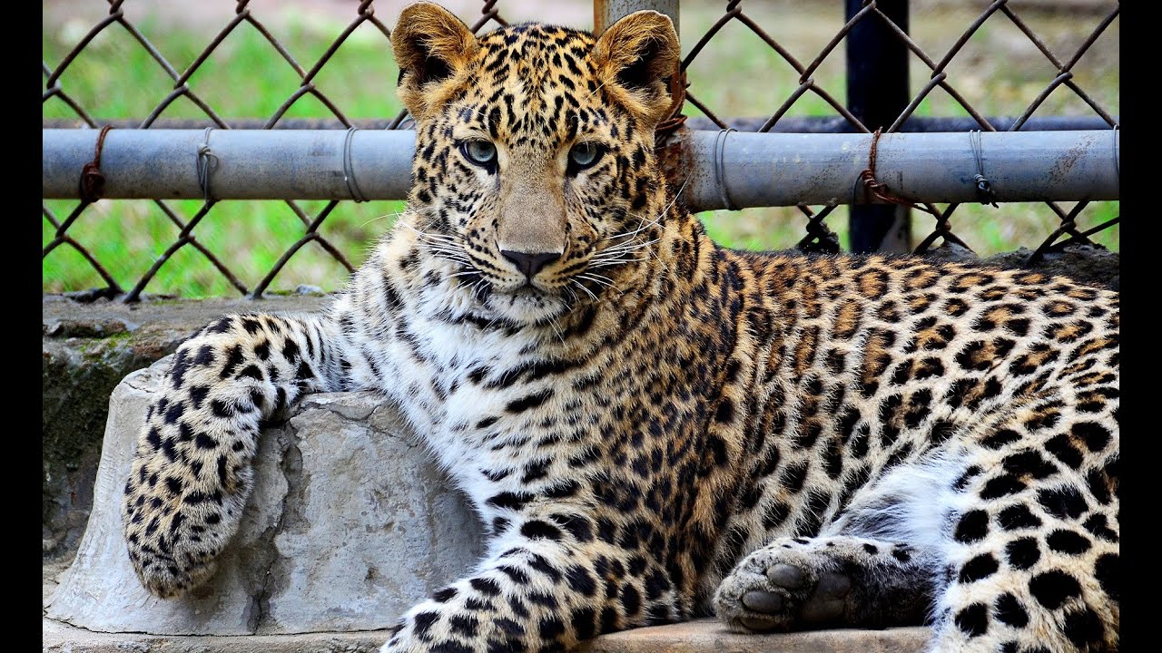 The Leopards: Elegance and Dexterity in the African Forest ...