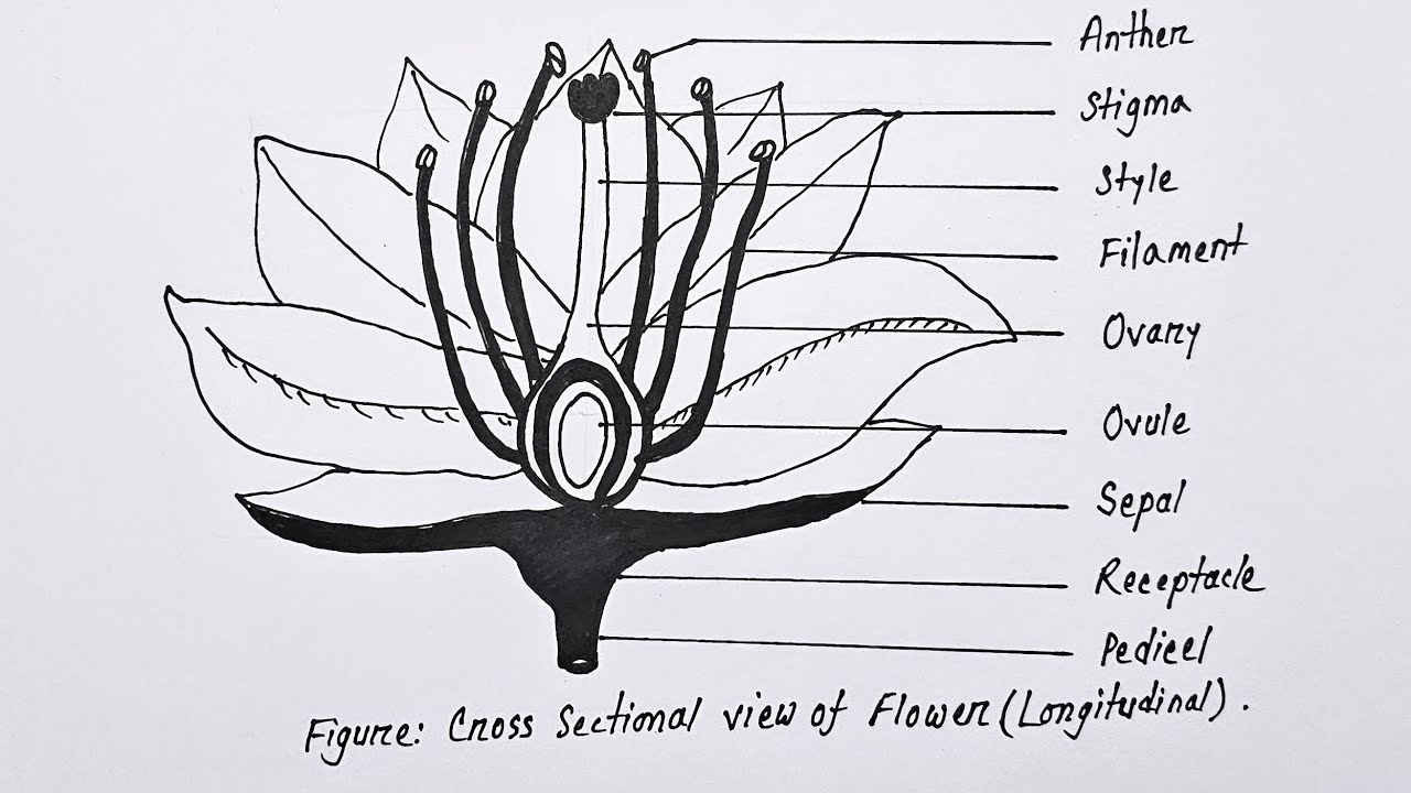 Flower Cross Section Diagram Internal Flower Structures Photos And