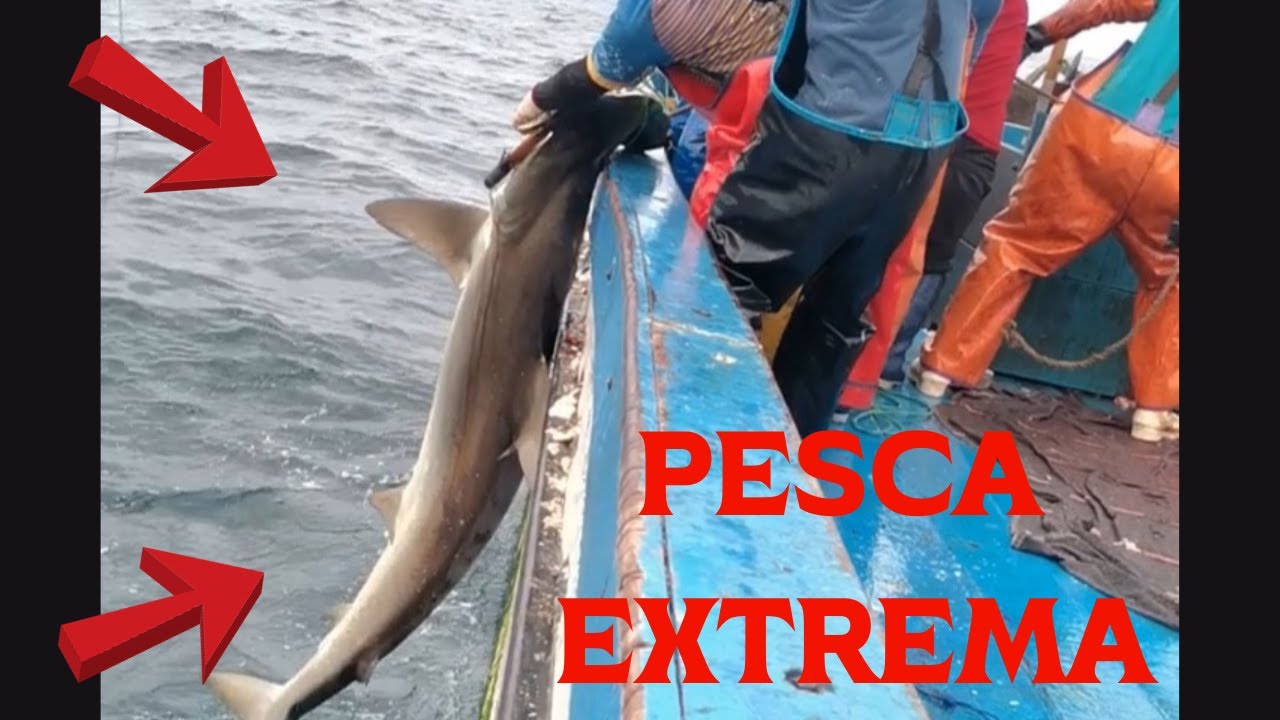 LA IMPACTANTE PESCA de TIBURON MARTILLO en ALTA MAR - YouTube