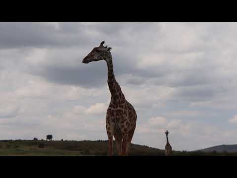 Giraffes Mating Session - Episode 4