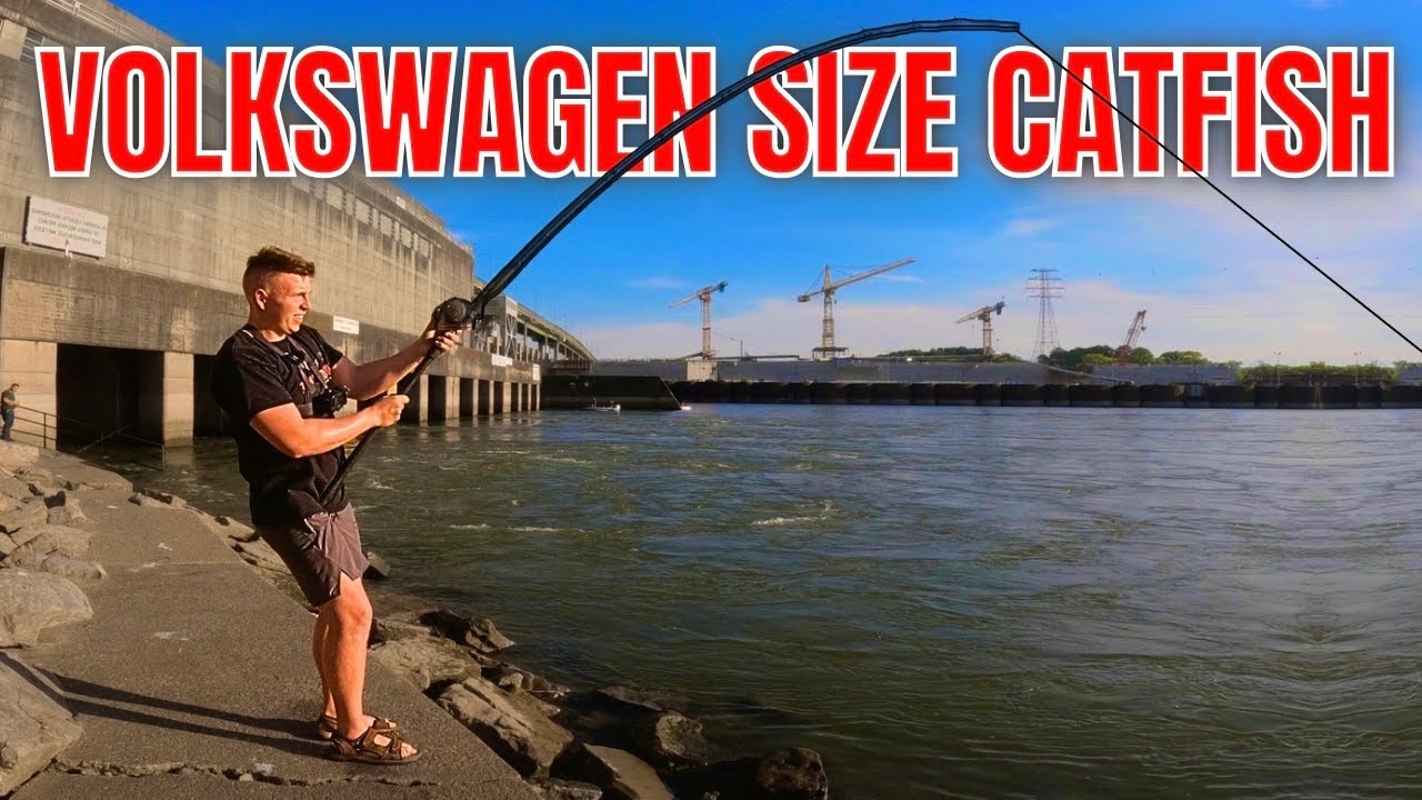 VOLKSWAGEN SIZE CATFISH DO LIVE BELOW DAMS! - YouTube