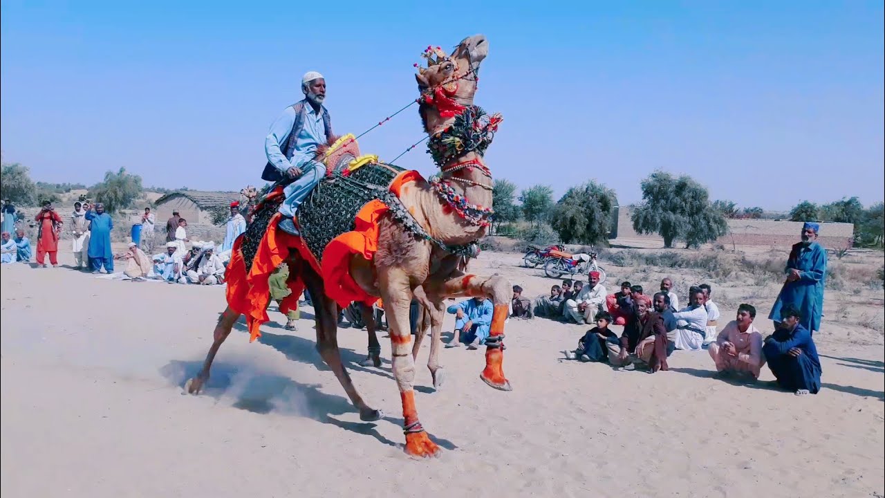 Camel Race Pakistan of Sindh thar hadar shah mela vip fun Camel - YouTube