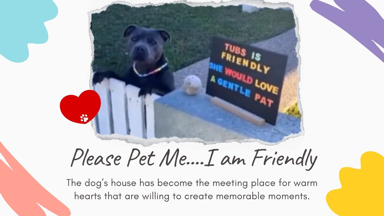 Please Pet me...I am a Friendly Dog! - YouTube