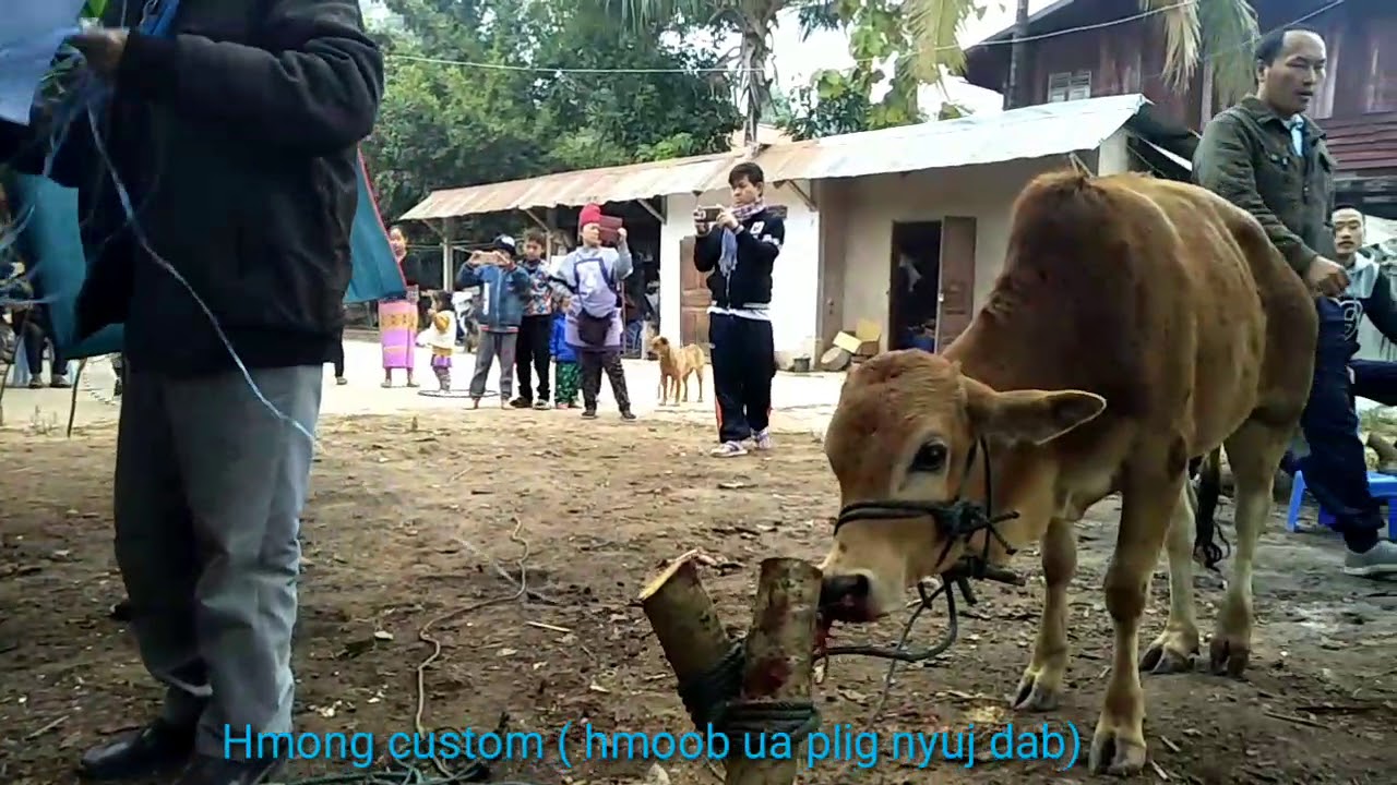 Hmong custom ( Hmoob ua plig nyuj dab ) - YouTube