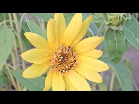 Hsas Media is live - YouTube