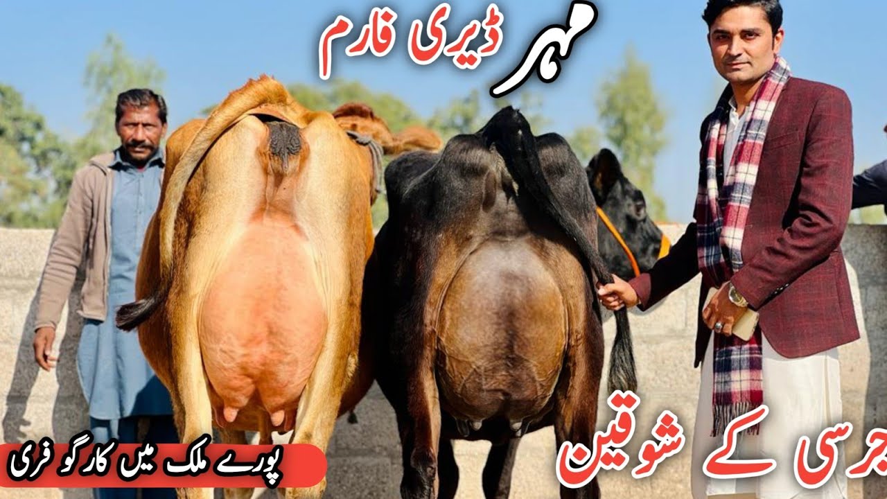 Mahar Dairy Farm | Jersey cows | Australian Friesian cows | Best ...
