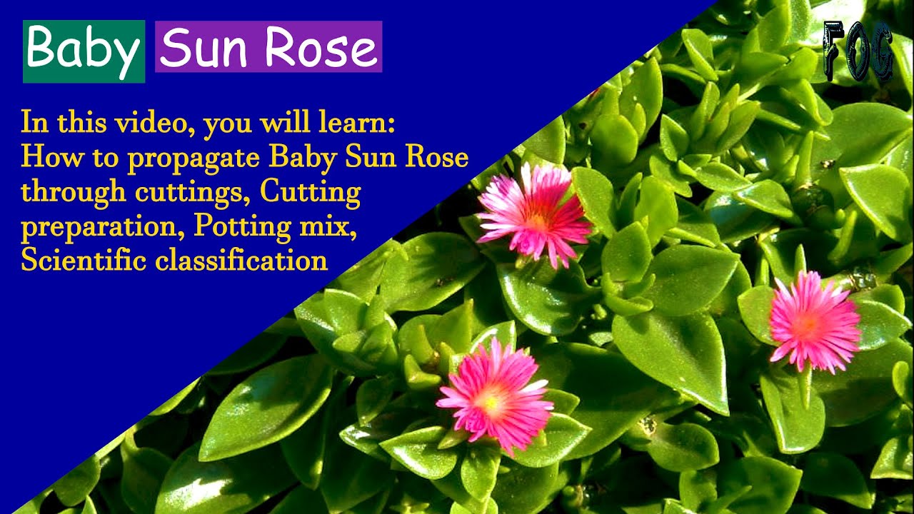 Baby Sun Rose Propagation | How To Propagate Baby Sun Rose ...