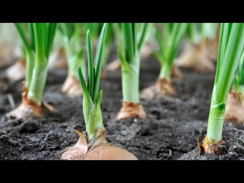 All You Need to Know About Onion Seeds and Planting -MALBEC ONIONS ...