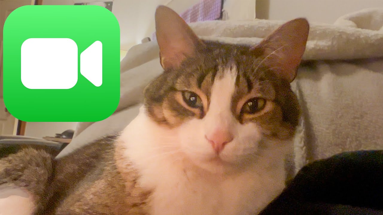 If I could FaceTime my cat - YouTube