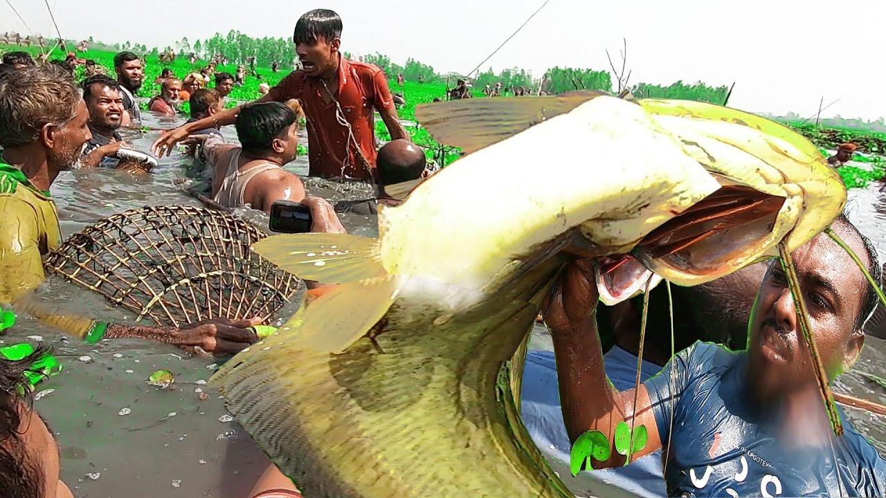 Gifts For You! Real Best Natural Fishing | Country Fish | Many Big Fish ...