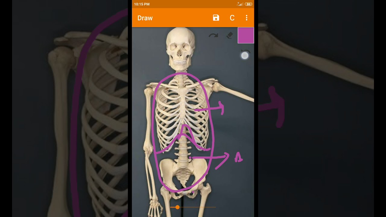 Introduction to Thorax - YouTube