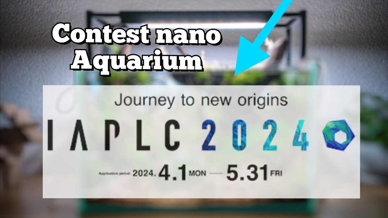 IAPLC 2024 Aquascaping contest update! - YouTube