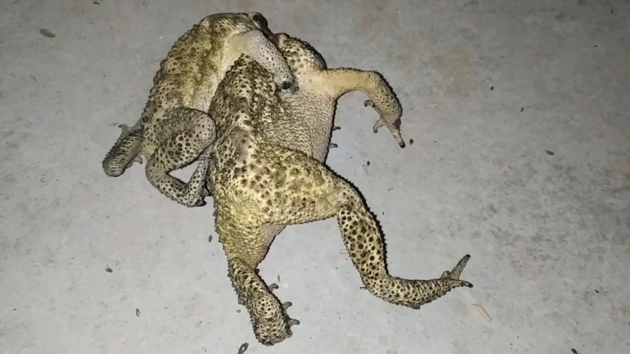 Frog Fighting 🐸 - YouTube